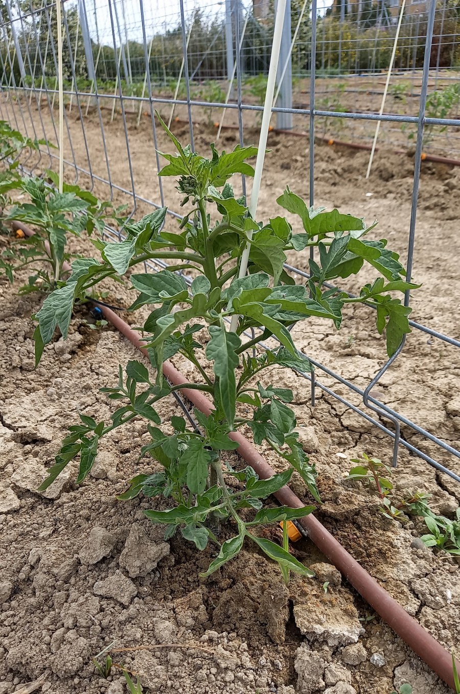 Tierra Para Plantar Tomates