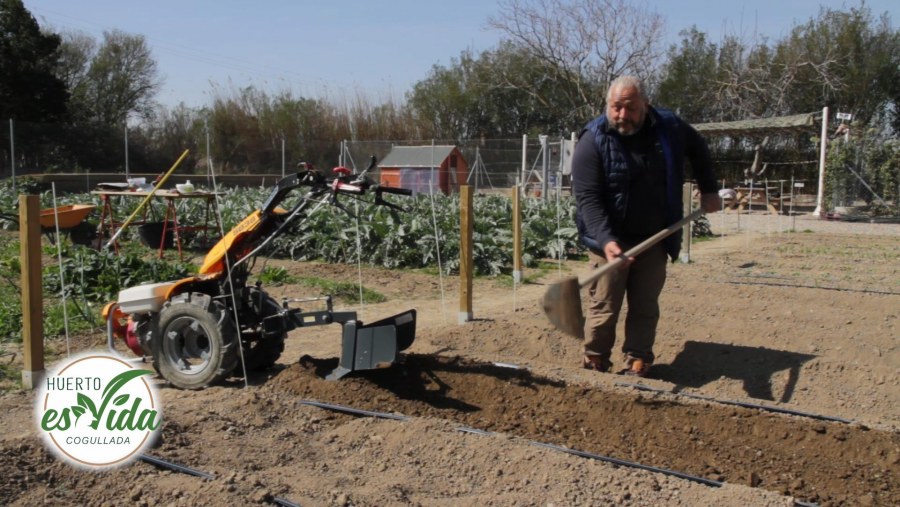 cómo aporcar patatas y hacer caballón para sembrar patatas | Huerto esVida